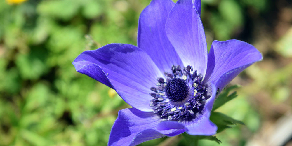 Springtime in Greece is when the countryside bursts into a riot of ...